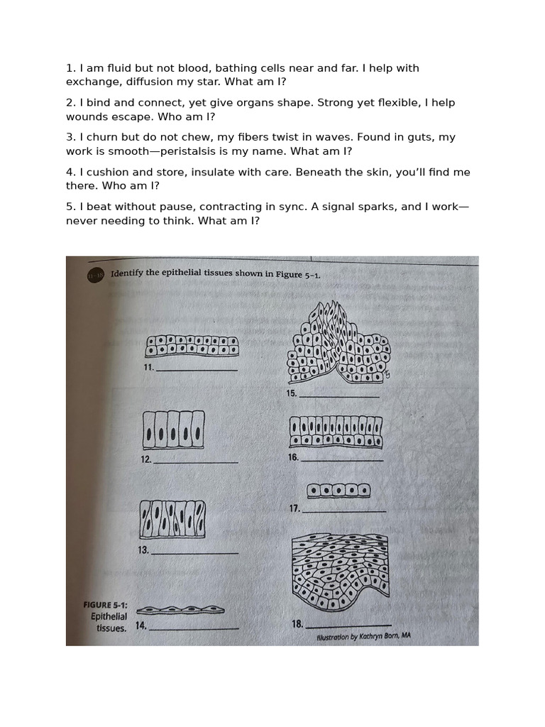 Tissue Test | PDF