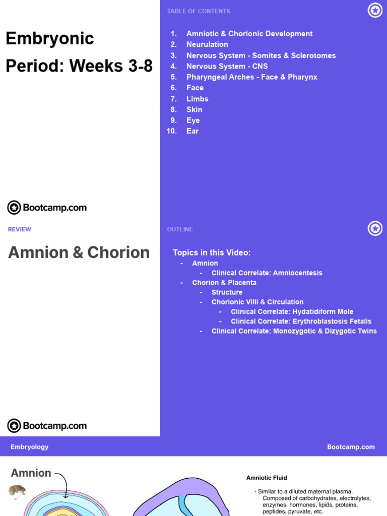 Unit 2 Final Atf | PDF | Placenta | Vertebra