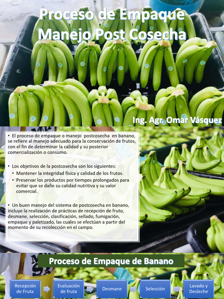 Proceso de Empaque en Banano | PDF