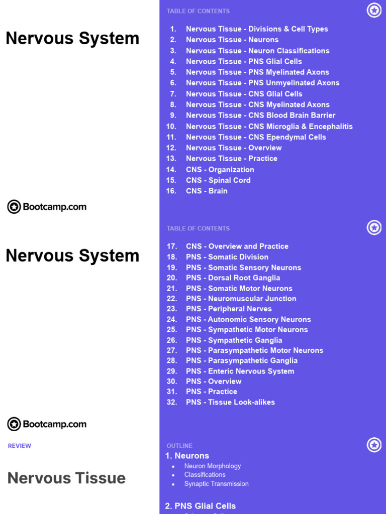 Chapter 7 Nervous System Video Course Atf | PDF | Central Nervous System | Nervous System