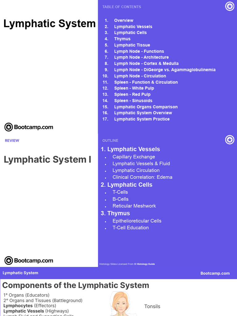 Chapter 11 Lymphatic System Video Course - PPTX Atf | PDF | Lymphatic System | Lymph Node