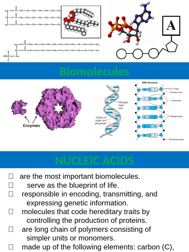 Biomolecules. Nucleic Acids | PDF