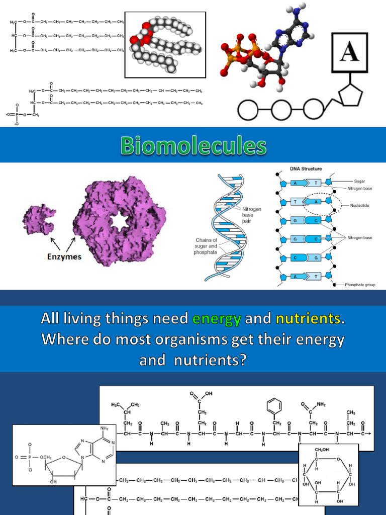 Understanding Carbohydrates: Types & Examples | PDF | Carbohydrates ...