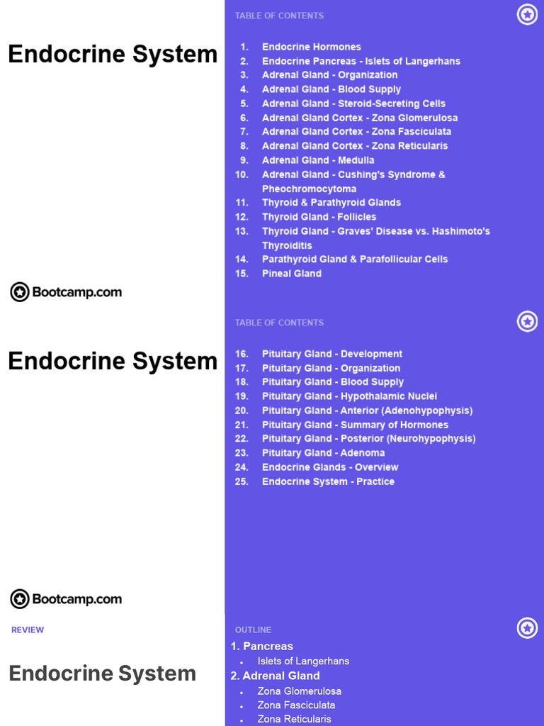 Chapter 13 Endocrine System Video Course Atf | PDF | Endocrine System ...
