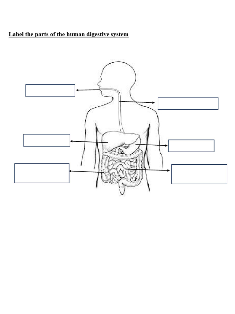 Label The Parts of The Human Digestive System | PDF