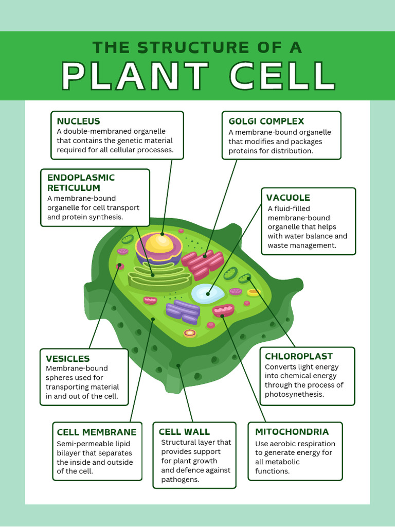 Bold Green Plant Cell Science Classroom Poster | PDF
