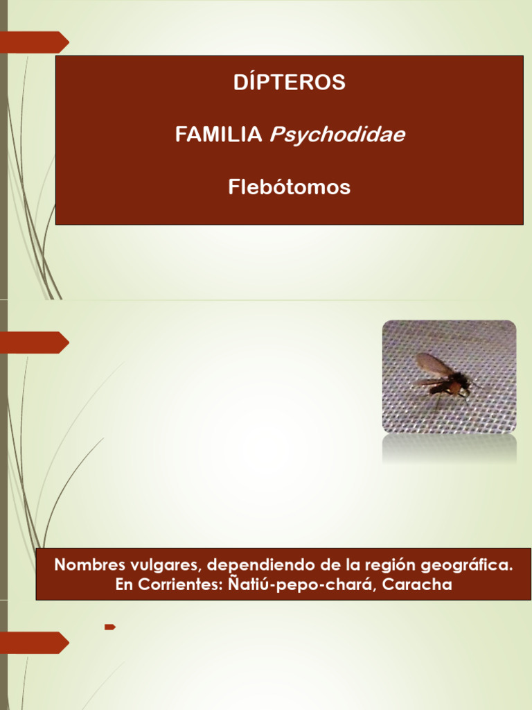 Flebótomos - 2025 | PDF | Mosca | Zoología