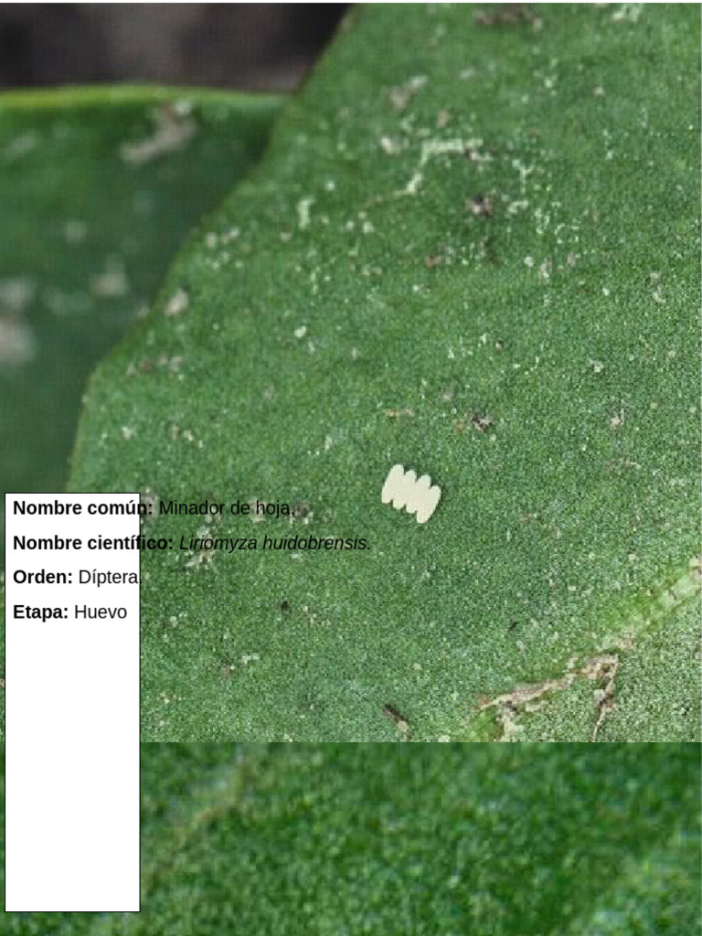 Minador de Hoja | PDF