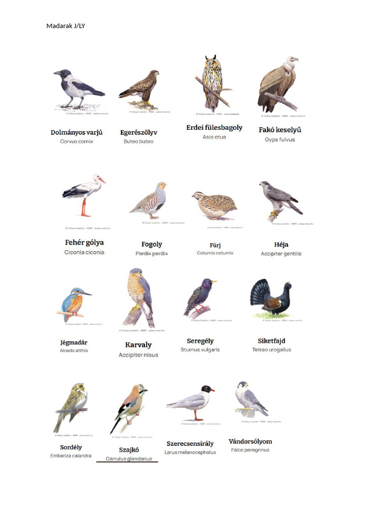 Madarak helyesírás, J vagy LY, hagyomány elve | PDF