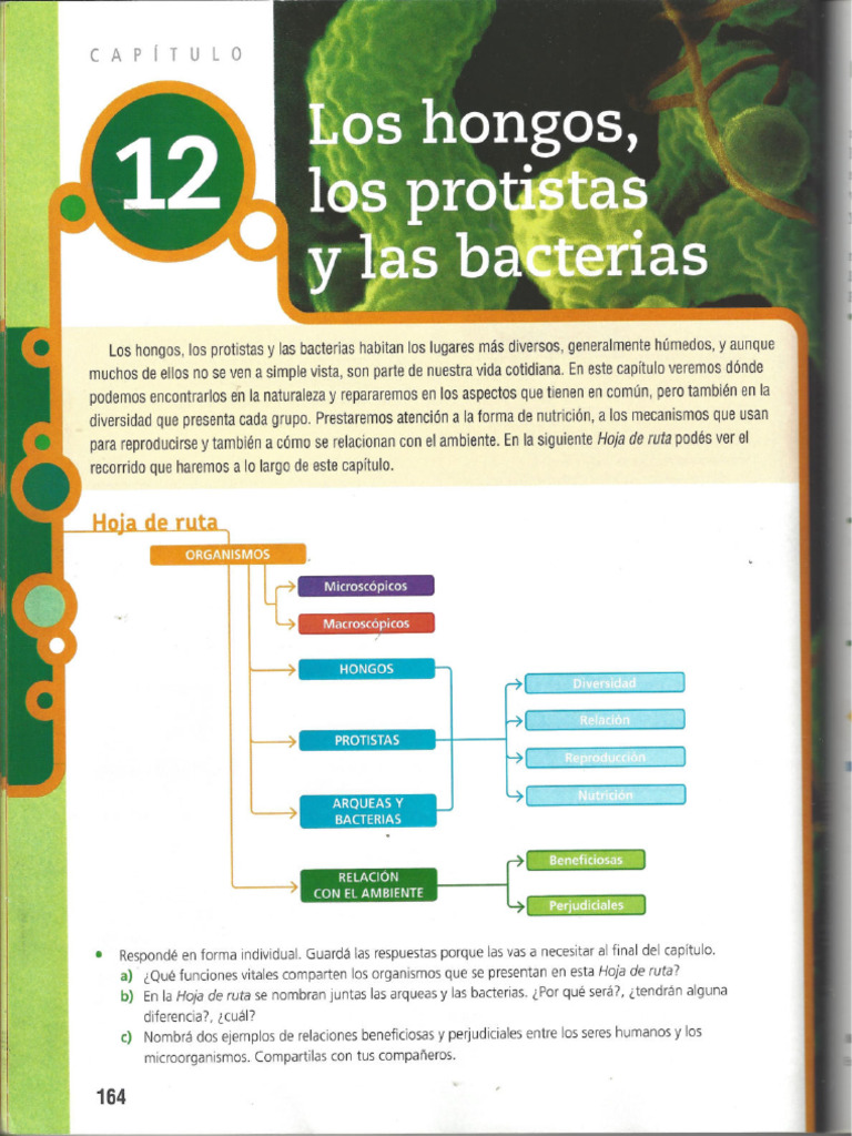 17-Reinos Fungi - Protista y Monera. | PDF