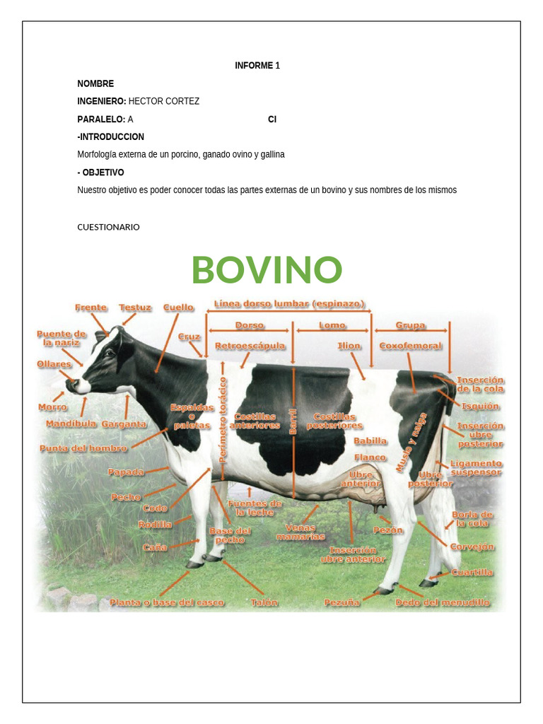 INFORME 1 Anatomia y Fisiologia Animal | PDF