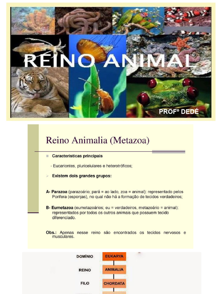 Reino Animalia | PDF