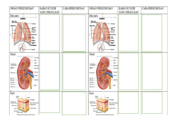 Organ Perkumuhn Tahun 4 | PDF