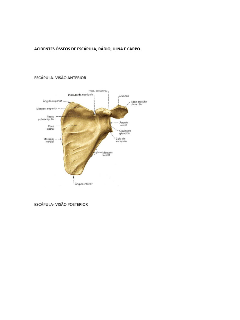Acidentes Ósseos de Escápula, Rádio, Ulna e Carpo. | PDF
