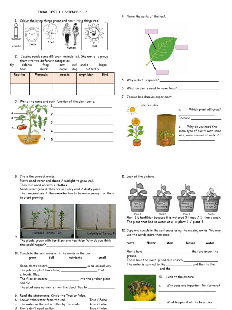 Final Test 1 - Science - E3 2023 | PDF | Plants | Water