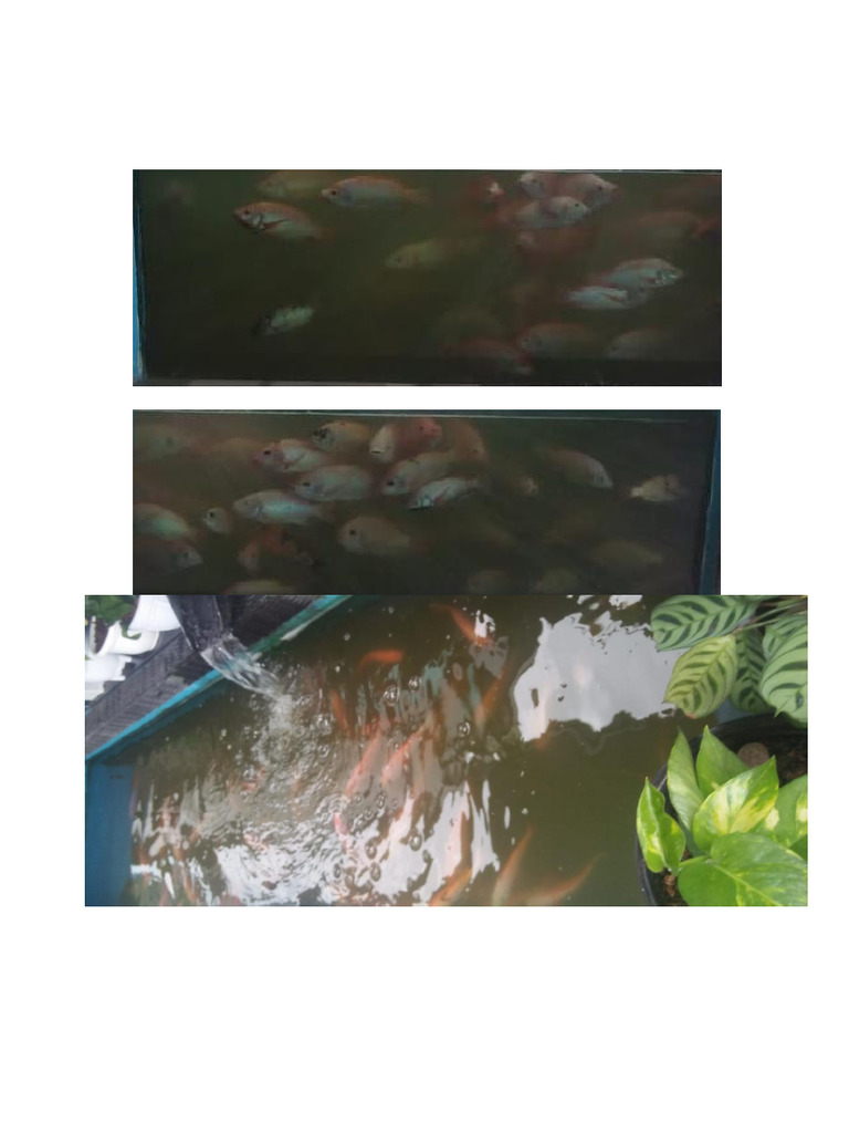 GAMBAR LAYOUT BANGUNAN DAN PETAKAN UNIT PEMBENIHAN IKAN | PDF