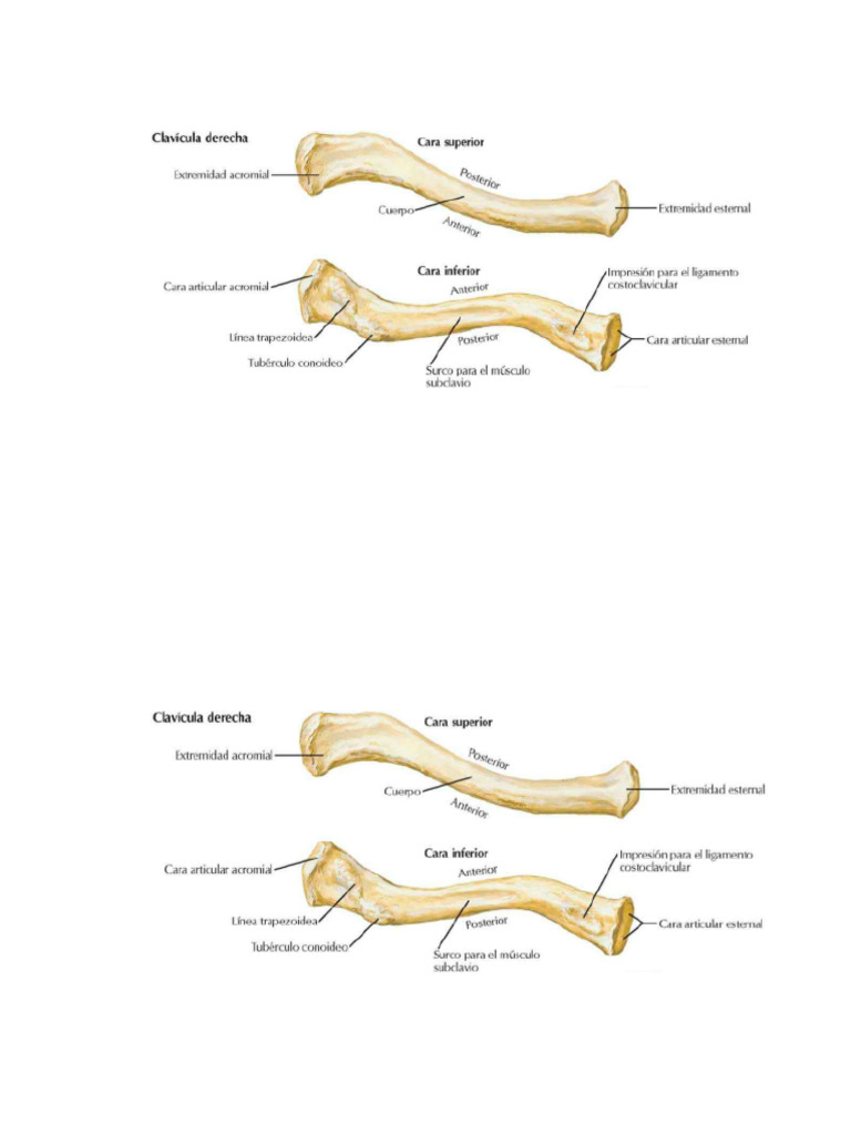 Rellenar 1 | PDF