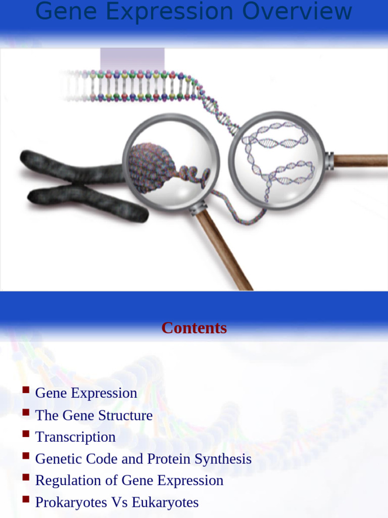 Chapter 2 - Gene Expression | PDF | Translation (Biology) | Ribosome