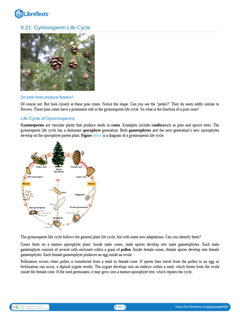 9.21:_Gymnosperm_Life_Cycle | PDF | Seed | Branches Of Botany