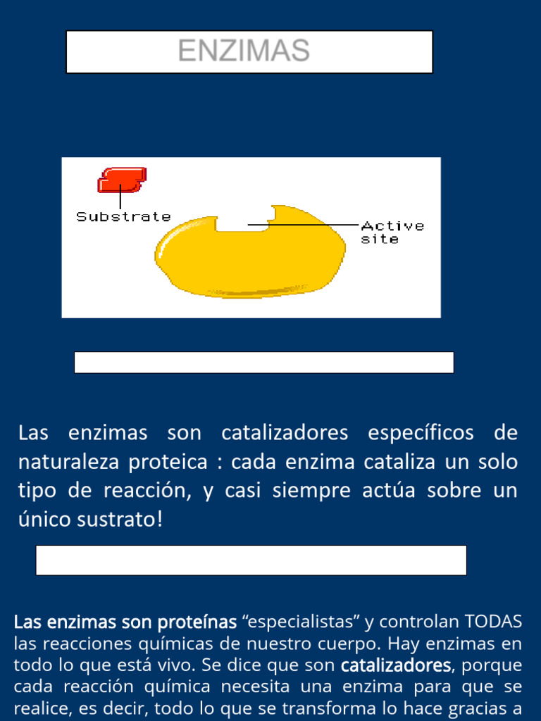 5 Enzima Parte 1 | PDF | Enzima | Sustrato (Química)