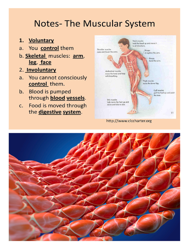 notes- muscular system | PDF