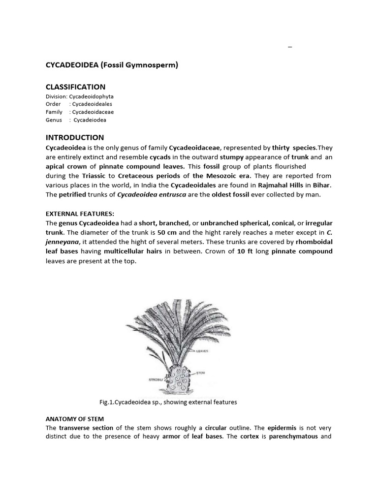 Cycadeoidea 2nd Year - 0 | PDF | Plant Stem | Leaf