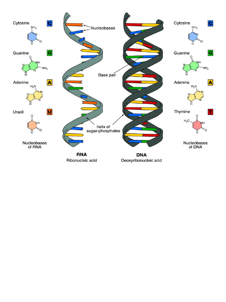 Nucleic Acid - Notes | PDF