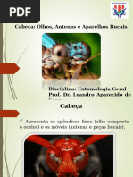 Anatomia Externa dos Insetos: Estruturas e Funções | PDF | Insetos | Mosca