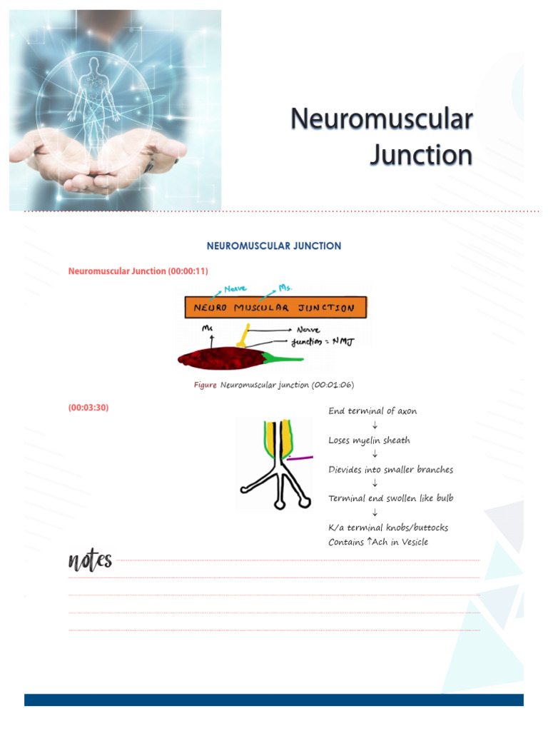 (Handwritten Notes) 21. Neuromuscular Junction | PDF | Neuromuscular ...