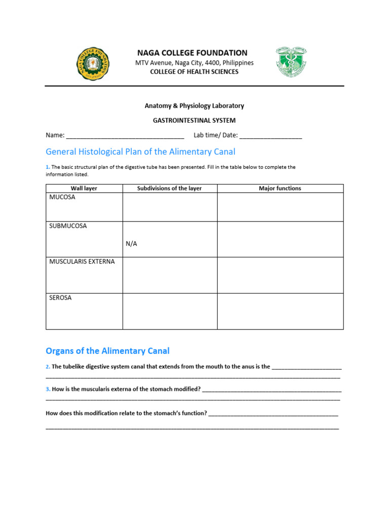 Gastrointestinal System Lab | PDF | Digestion | Gastrointestinal Tract