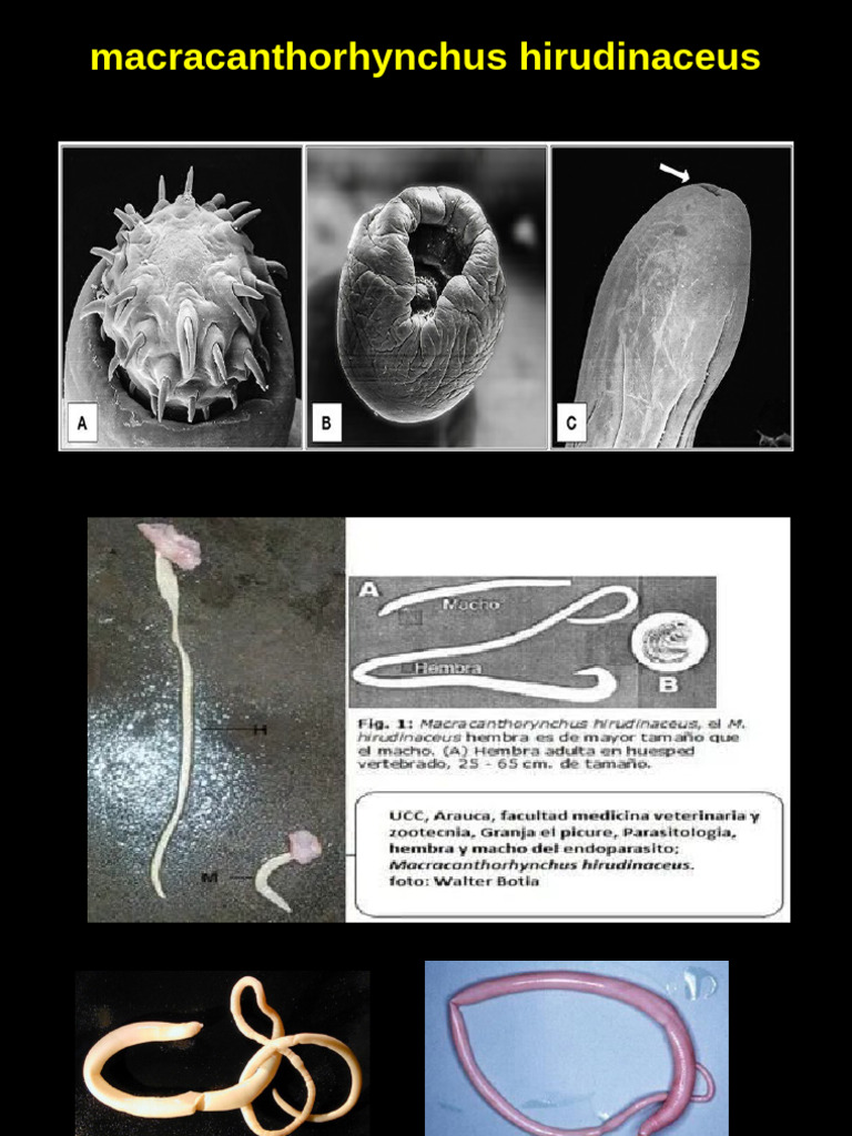 Macracanthorhynchus Hirudinaceus | PDF