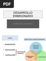 Origen Embrionario de Los Tejidos | PDF | Embrión | Biología del desarrollo