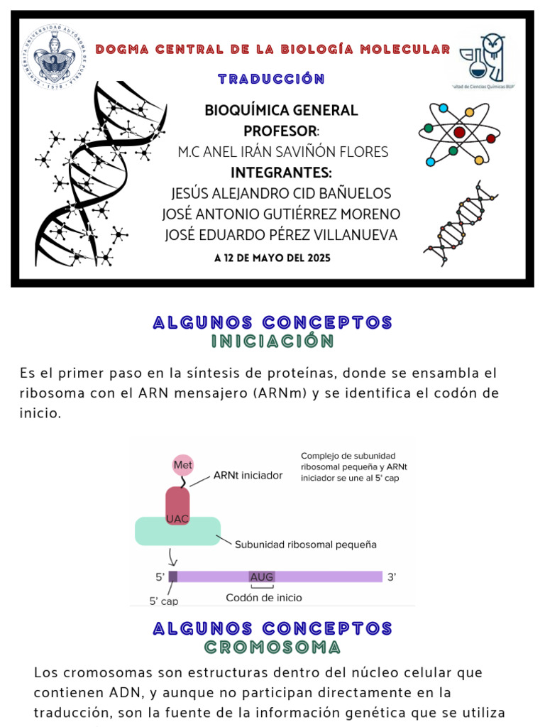Expo Traducción | PDF | Traducción (biología) | Codigo genetico