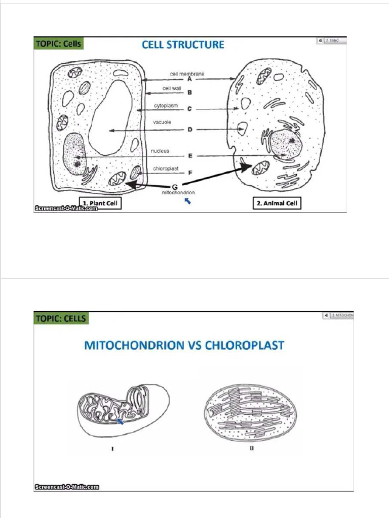 CSEC Biology Drawings | PDF