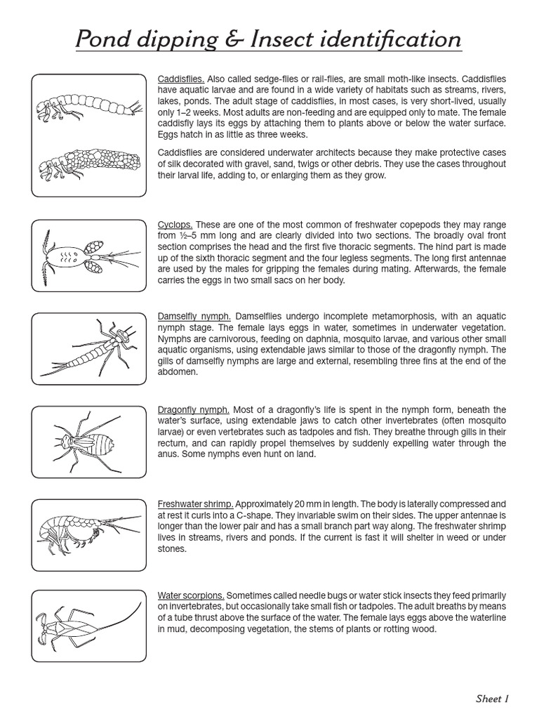 Pond Insect Identification | PDF | Insects | Dragonfly