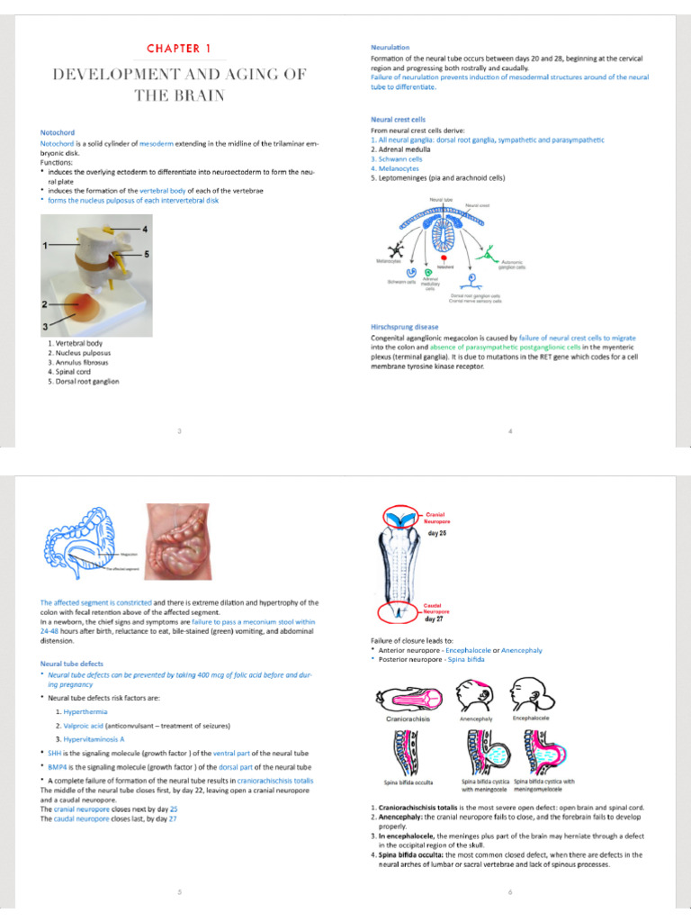 100 Neuro Concepts | PDF