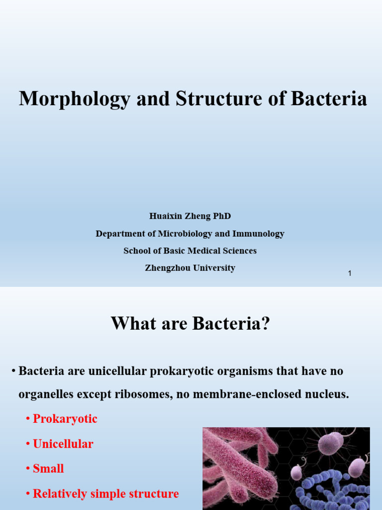 Bacterial Morphology and Structure | PDF | Bacteria | Gram Positive ...