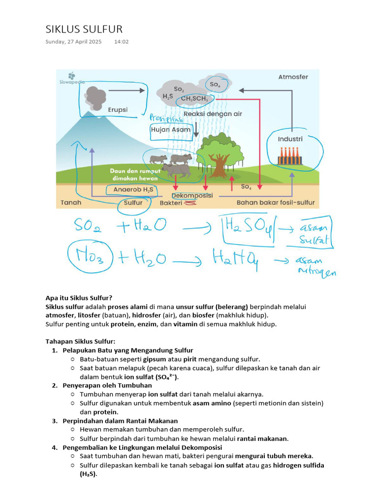 Siklus Sulfur | PDF