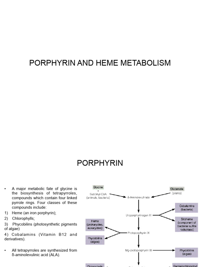 Porphyrin and Heme Metabolism | PDF | Porphyrin | Biosynthesis