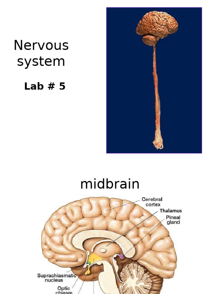 Lab # 5 (NS) | PDF