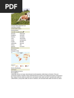 Cow Taxonomic Classification | PDF