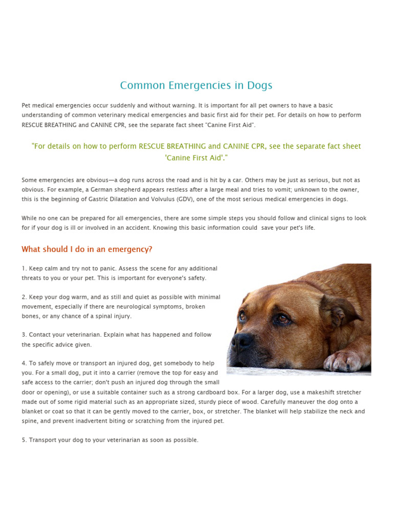 Common Emergencies in Dogs | PDF | Shock (Circulatory) | Burn