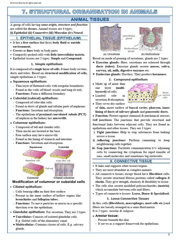 Structural Organisation in Animals | PDF | Epithelium | Muscle