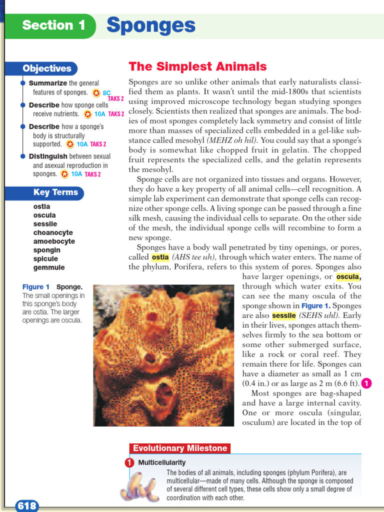 Sponges The Simplest Animal | PDF | Sponge | Skeleton
