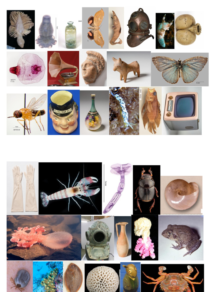 Collection Pics | PDF