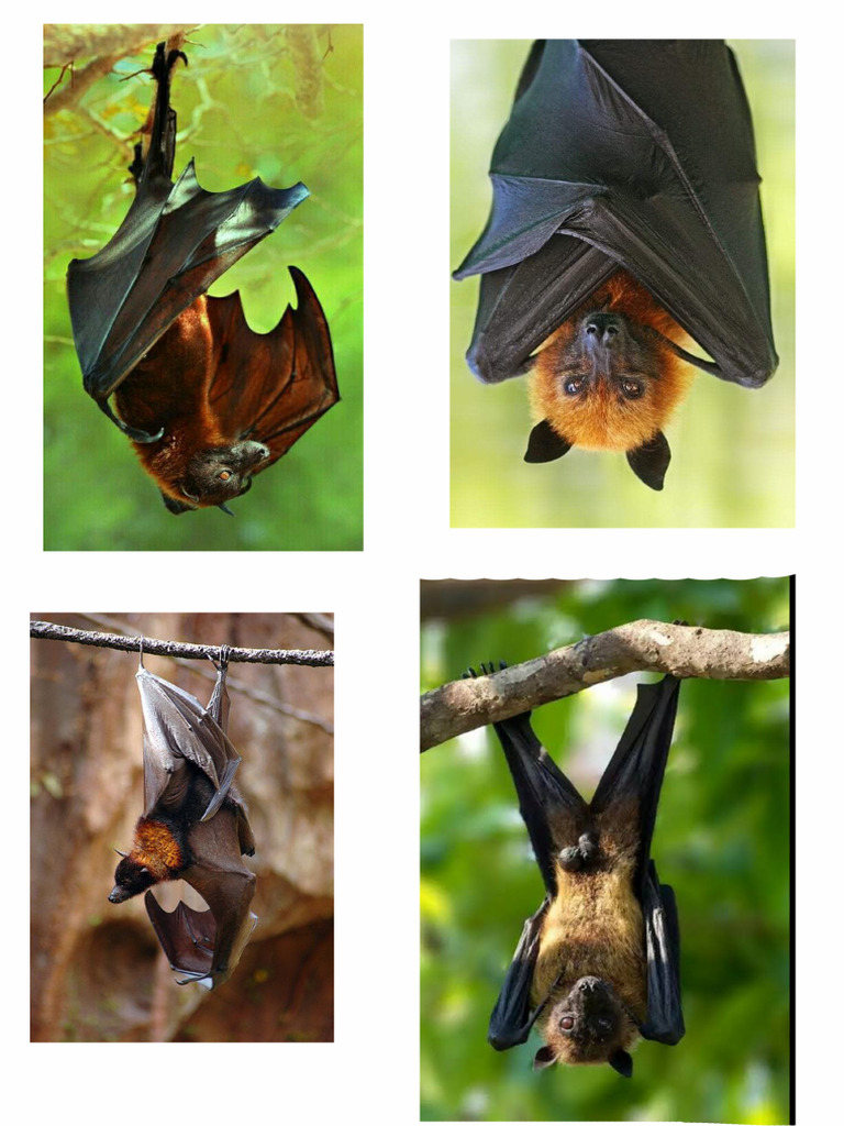 Bat | PDF