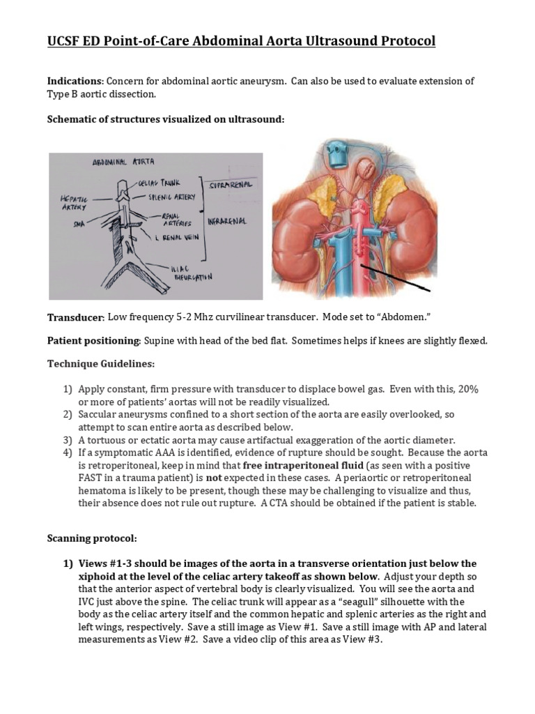 UCSF ED US Protocol Abdominal Aorta - Final | PDF | Aorta | Abdomen