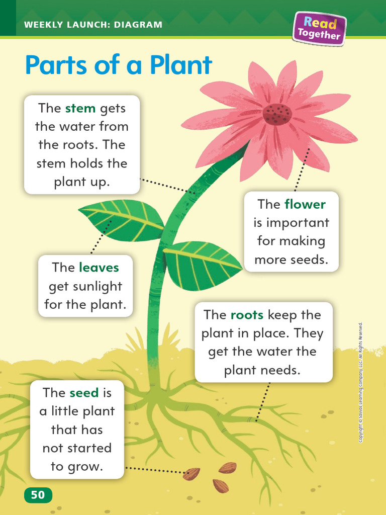 Understanding Plant Growth | PDF | Phonics | All Rights Reserved