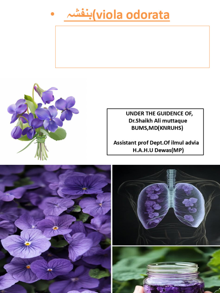 Banafsha - Unani - Presentation 1 | PDF