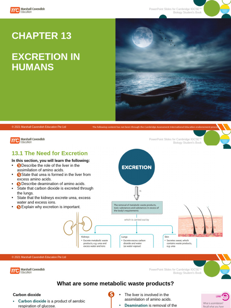 Role of Liver in Human Excretion | PDF | Kidney | Urinary System